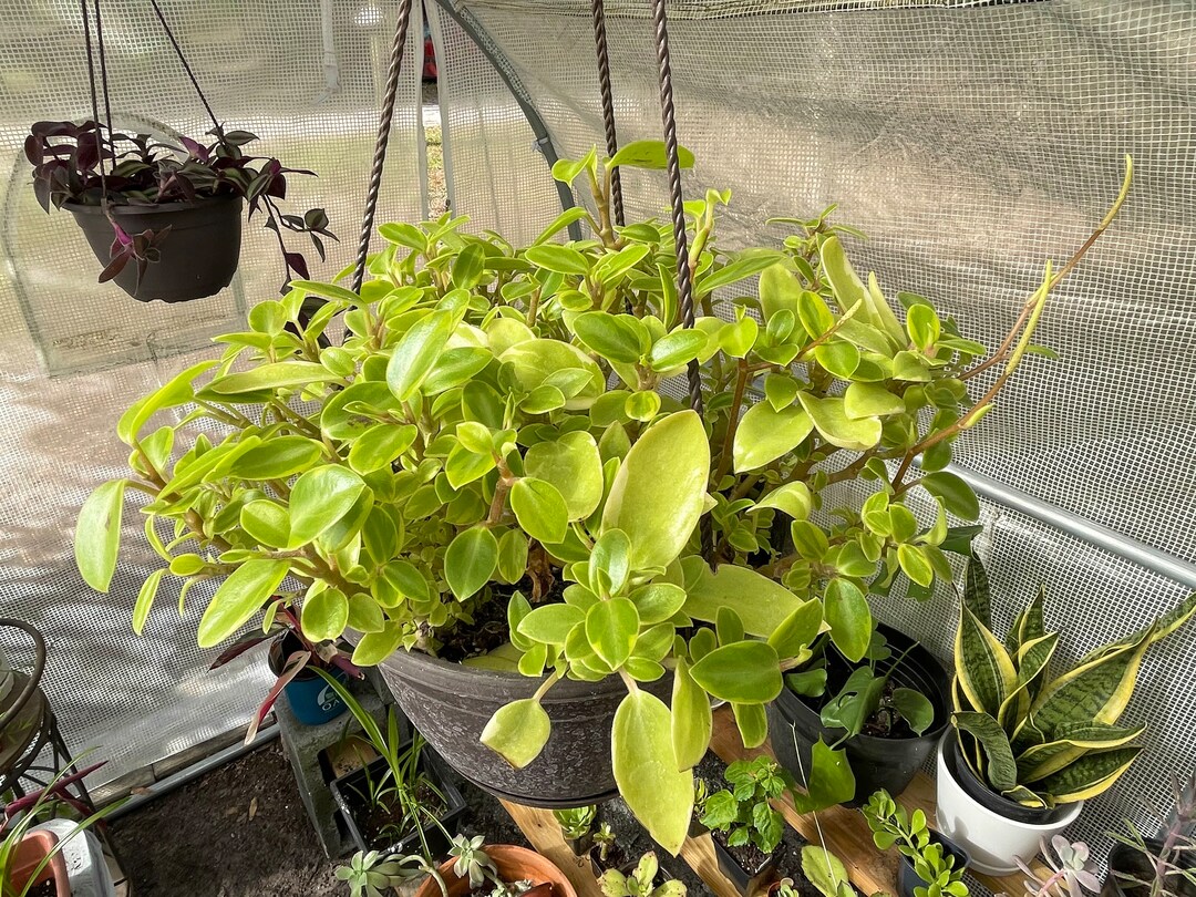 4 Peperomia Pixie Variegated peperomia Orba - Etsy
