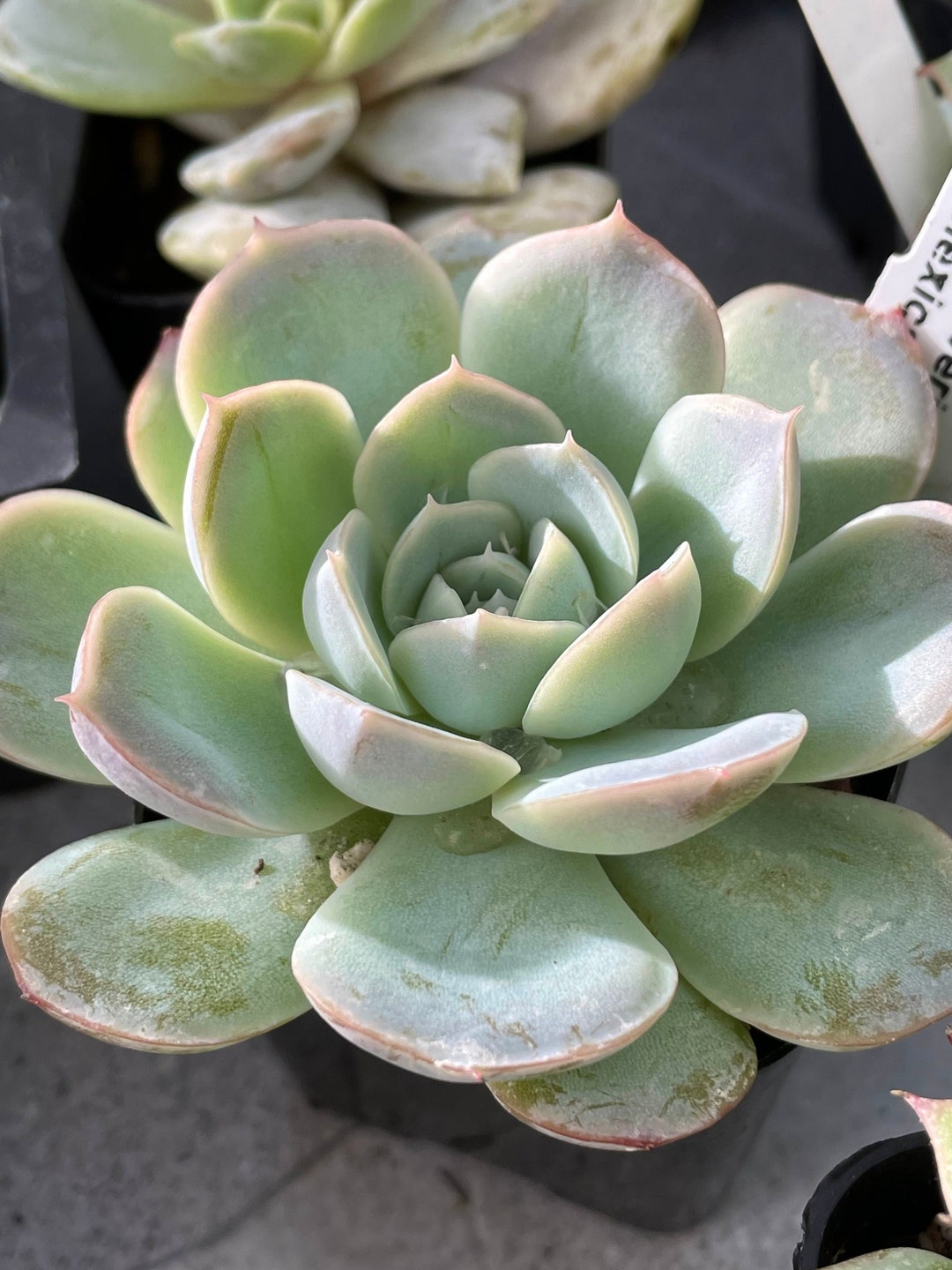 Echeveria Elegans 'mexican Snowball' rose Succulent Exact Plant Free ...