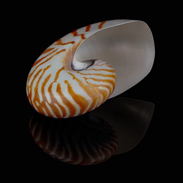 Chambered Nautilus - Etsy