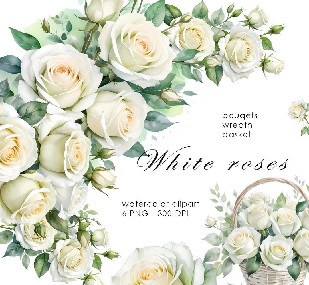 Watercolor White Roses Clipart, Watercolor Floral Clipart, White Rose ...