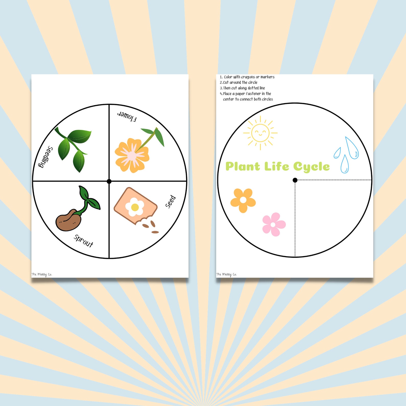 Plant Life Cycle Printable Activity, Preschool Kindergarten Curriculum ...