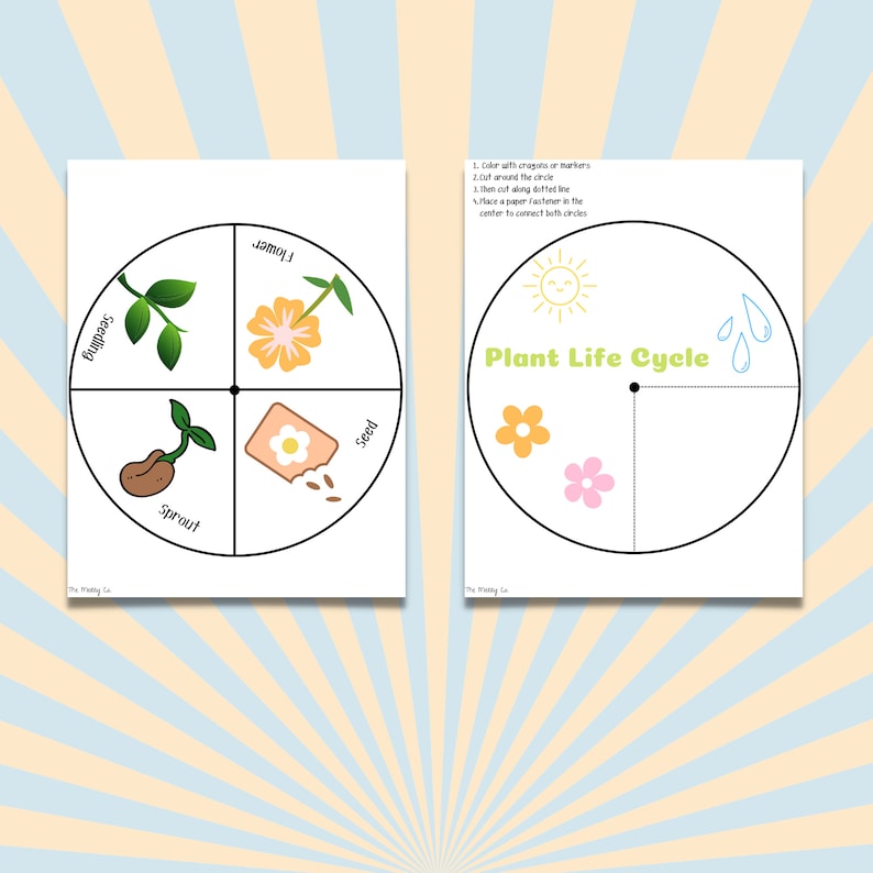 Plant Life Cycle Printable Activity, Preschool Kindergarten Curriculum ...