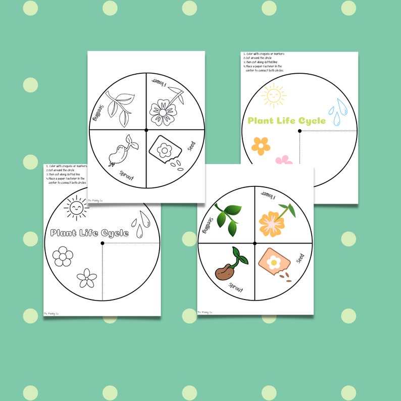 All About Plants, Flower Life Cycle, Preschool Kindergarten Learning ...