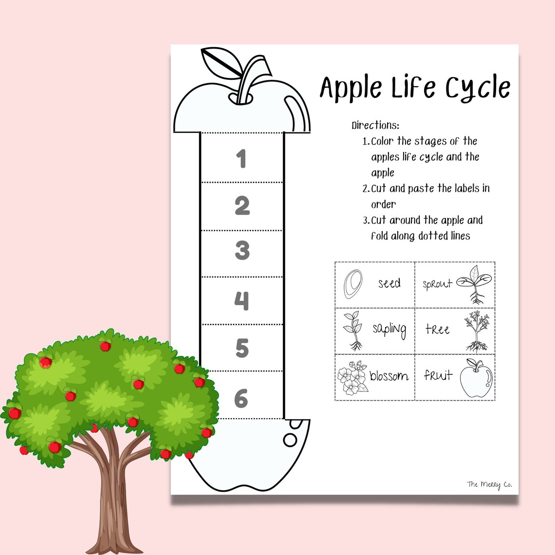 Apple Life Cycle, Parts of an Apple, Kindergarten Curriculum, Fall ...