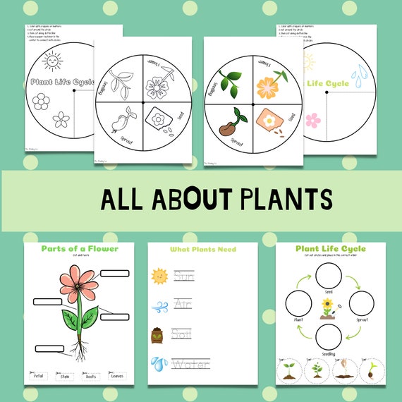 Flower Life Cycle Kindergarten