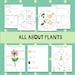 All About Plants, Flower Life Cycle, Preschool Kindergarten Learning ...