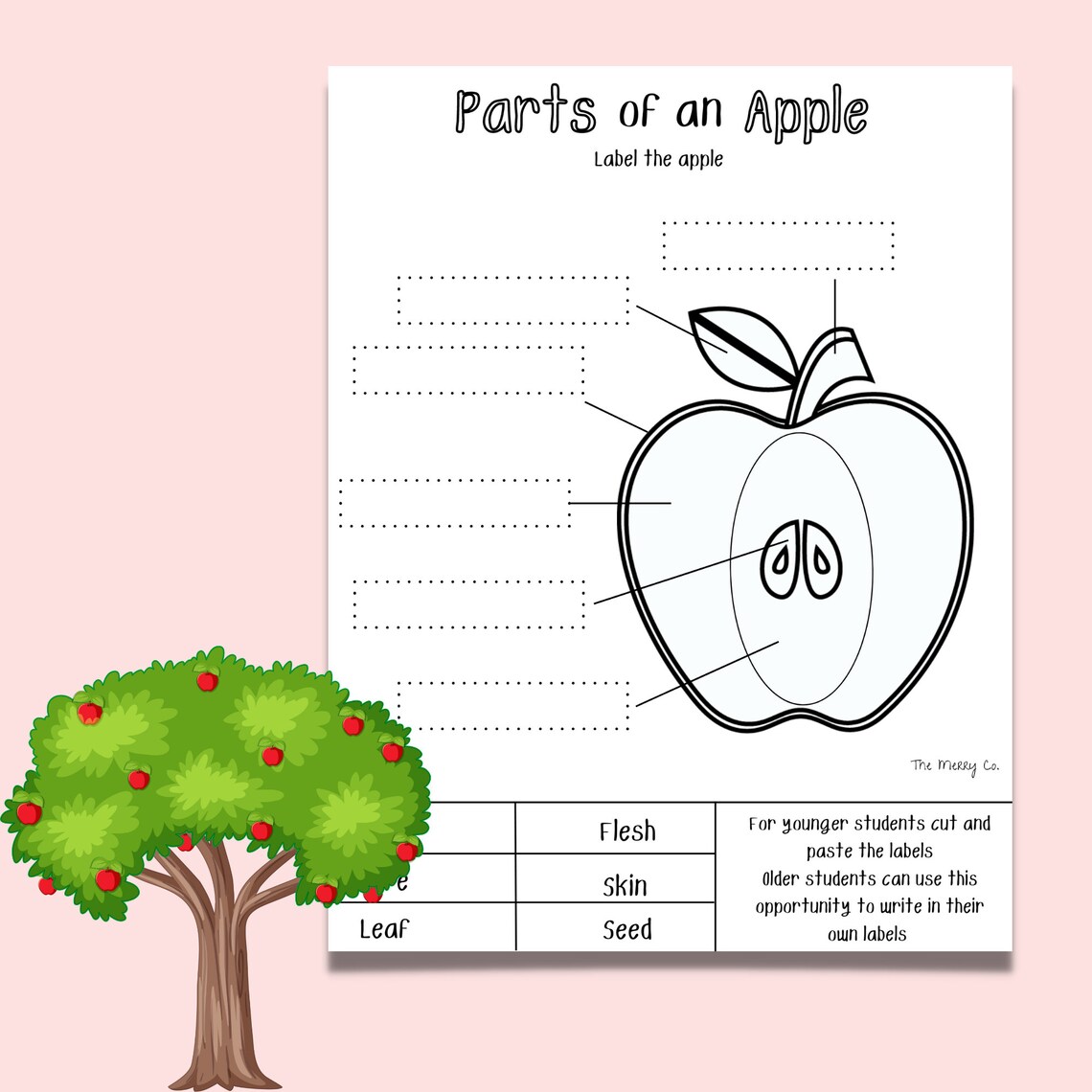 Apple Life Cycle, Parts of an Apple, Kindergarten Curriculum, Fall ...