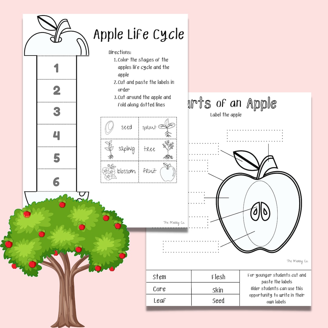 Apple Life Cycle, Parts of an Apple, Kindergarten Curriculum, Fall ...