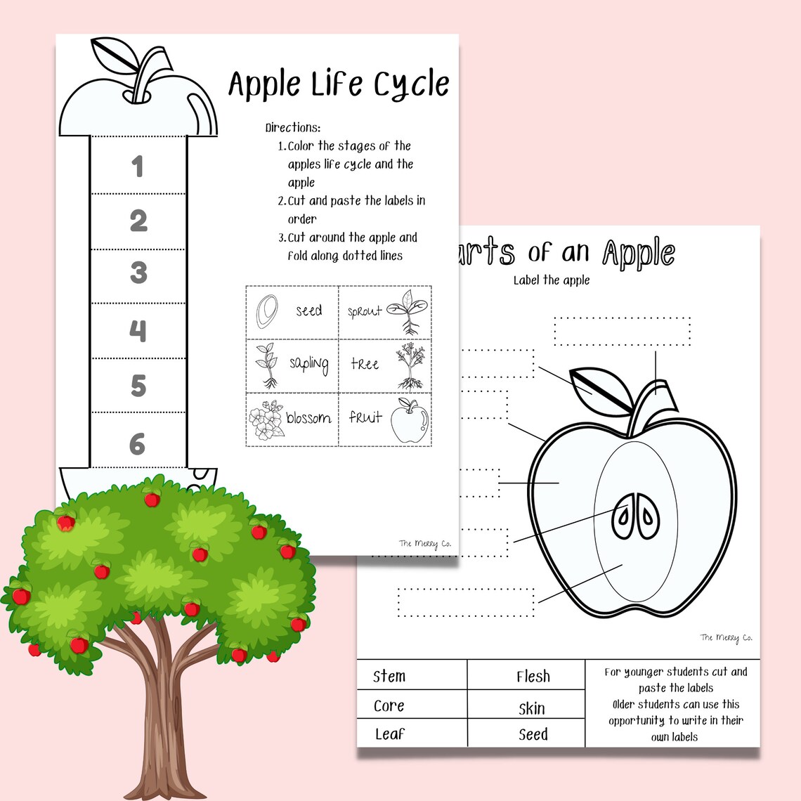 Apple Life Cycle, Parts of an Apple, Kindergarten Curriculum, Fall ...