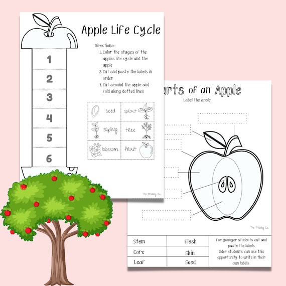 Apple Life Cycle Parts of an Apple Kindergarten Curriculum - Etsy