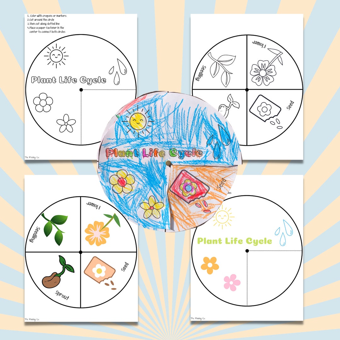 Plant Life Cycle Printable Activity, Preschool Kindergarten Curriculum ...
