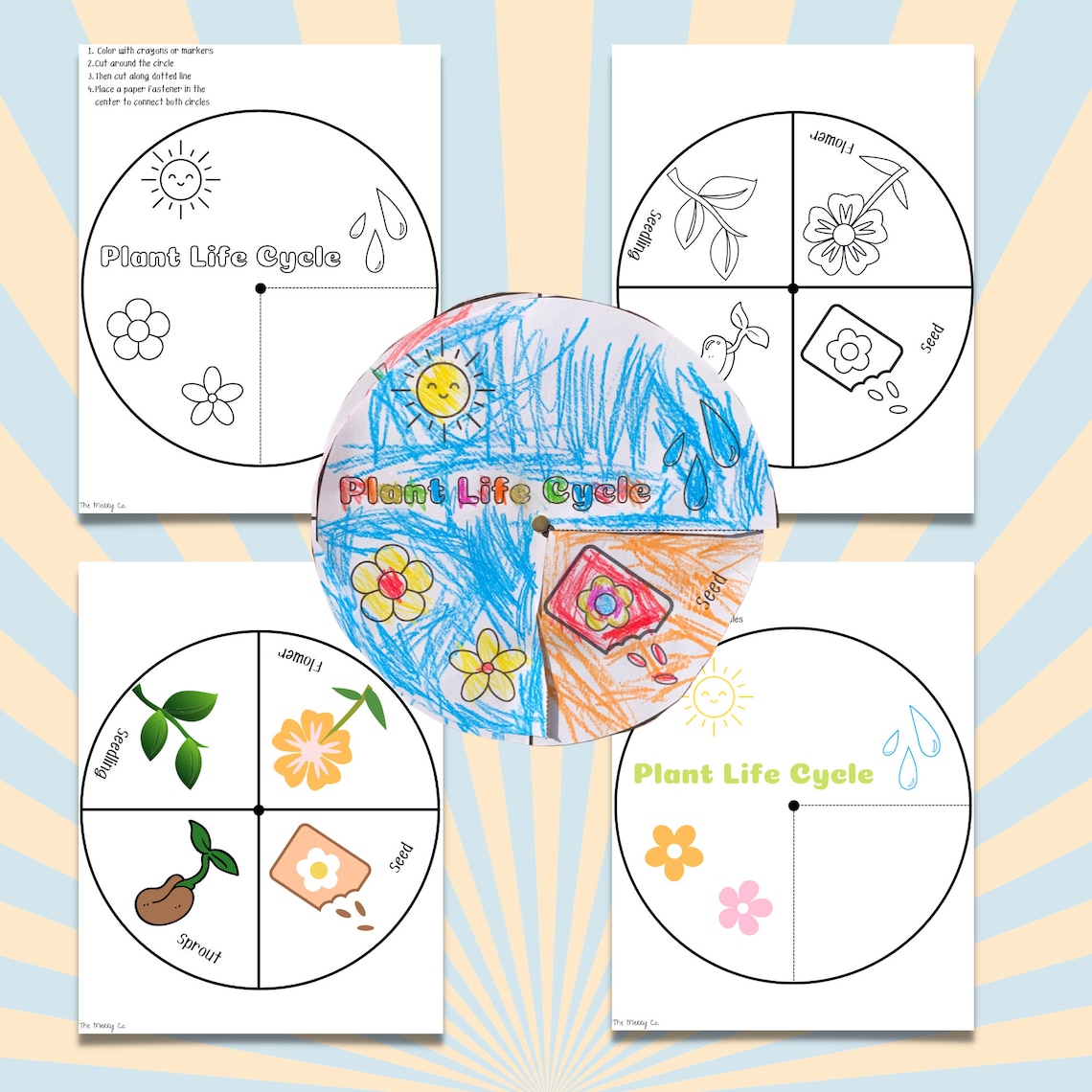 Plant Life Cycle Printable Activity, Preschool Kindergarten Curriculum ...