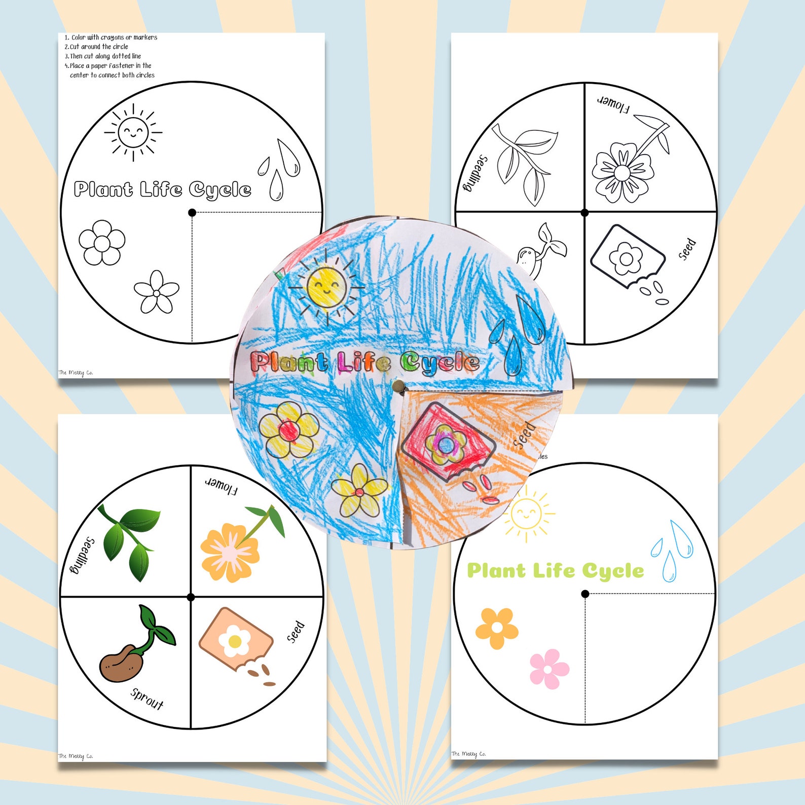 Plant Life Cycle Printable Activity, Preschool Kindergarten Curriculum ...