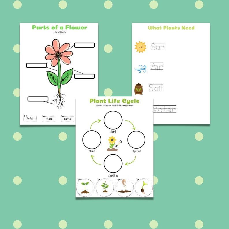 All About Plants, Flower Life Cycle, Preschool Kindergarten Learning ...