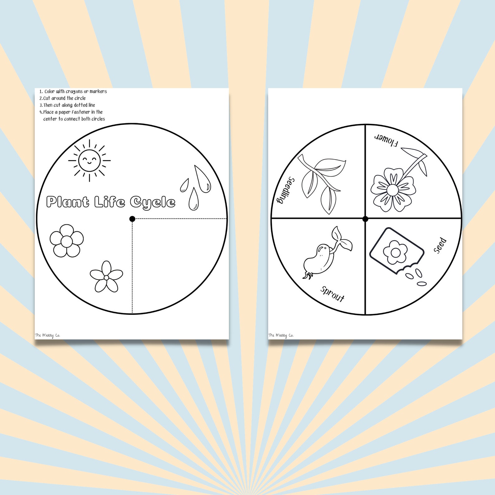 Plant Life Cycle Printable Activity, Preschool Kindergarten Curriculum ...