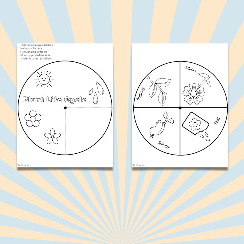 Plant Life Cycle Printable Activity, Preschool Kindergarten Curriculum ...