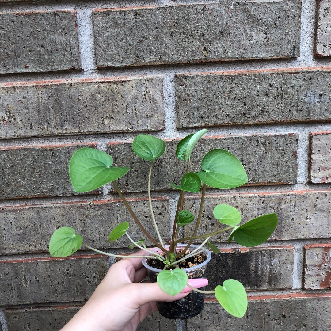 Peperomia Rana Verde - Etsy