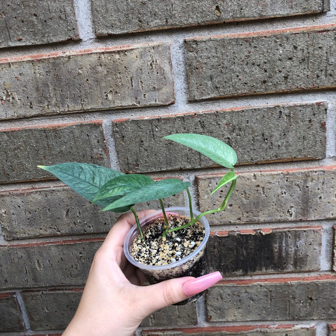 Cebu Blue Pothos Rooted Cutting - Etsy