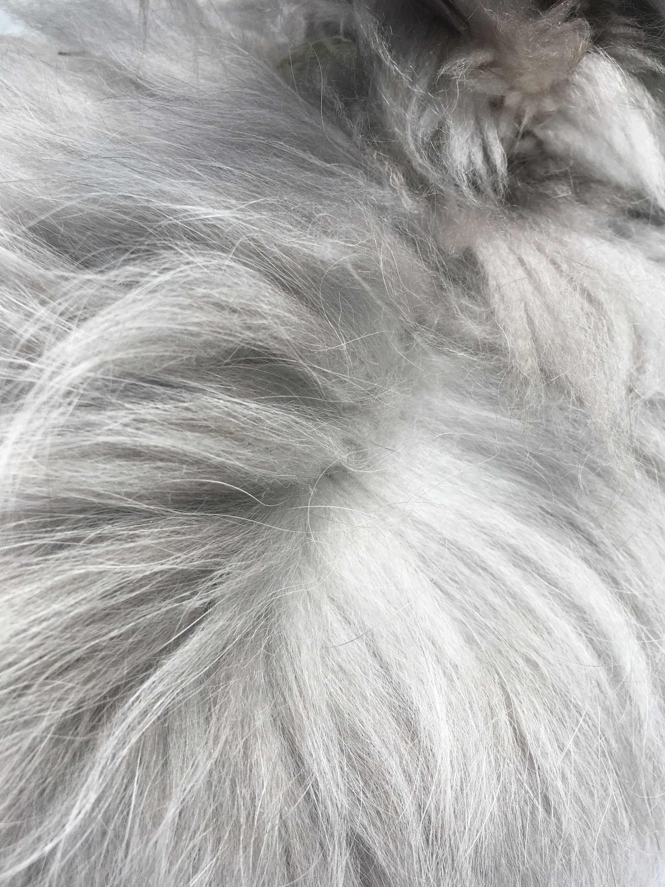 English Angora Rabbit Fiber - Etsy
