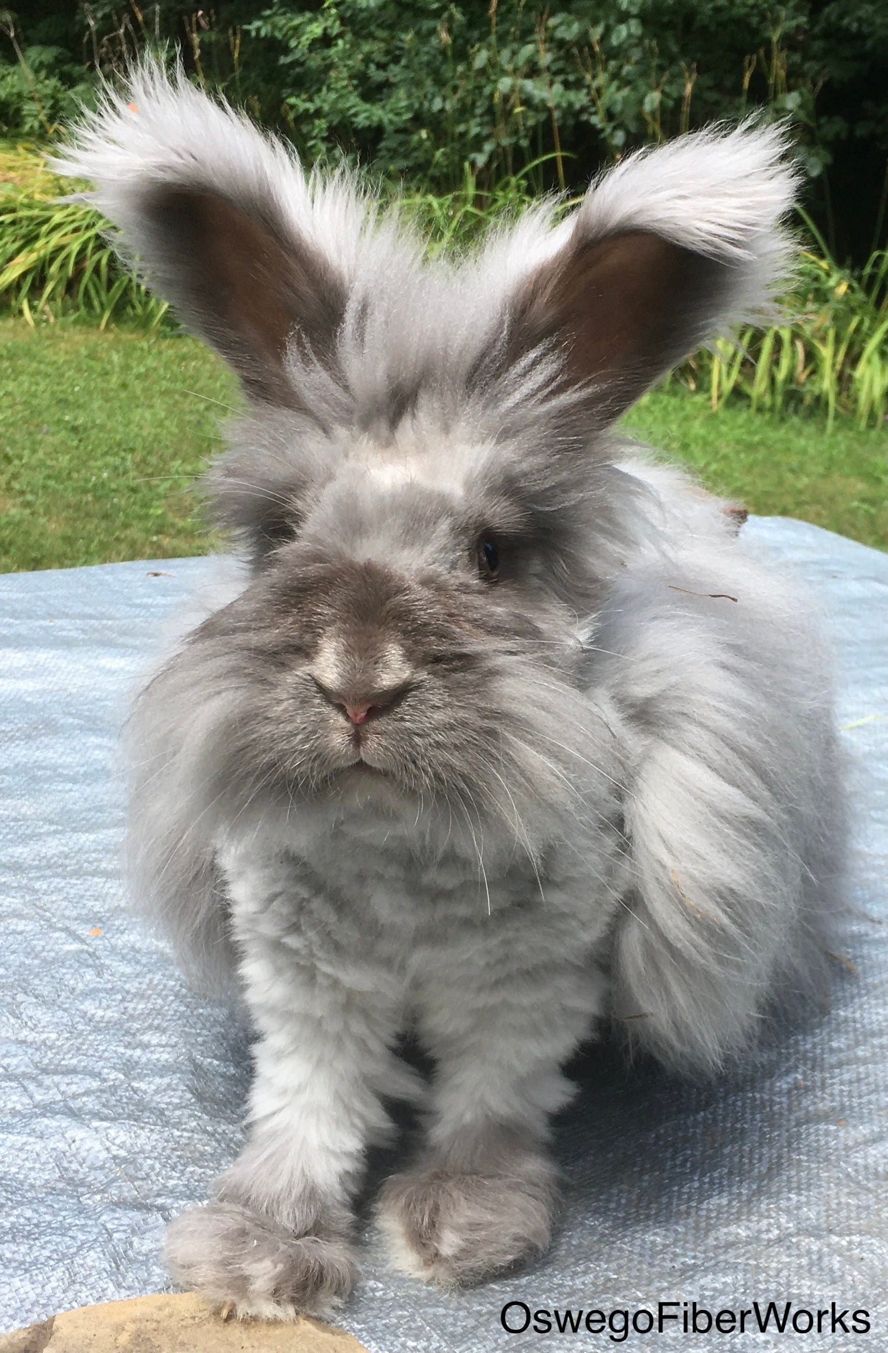 English Angora Bunny