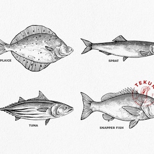 Saltwater Fish Hand-drawn Illustration Bundle, Fish Vector File ...