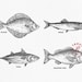 Saltwater Fish Hand-drawn Illustration Bundle, Fish Vector File ...