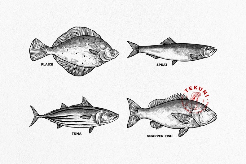 Saltwater Fish Hand-drawn Illustration Bundle, Fish Vector File Instant ...