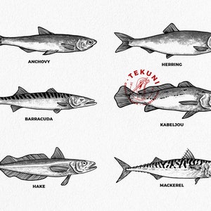 Saltwater Fish Hand-drawn Illustration Bundle, Fish Vector File ...