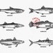 Saltwater Fish Hand-drawn Illustration Bundle, Fish Vector File ...