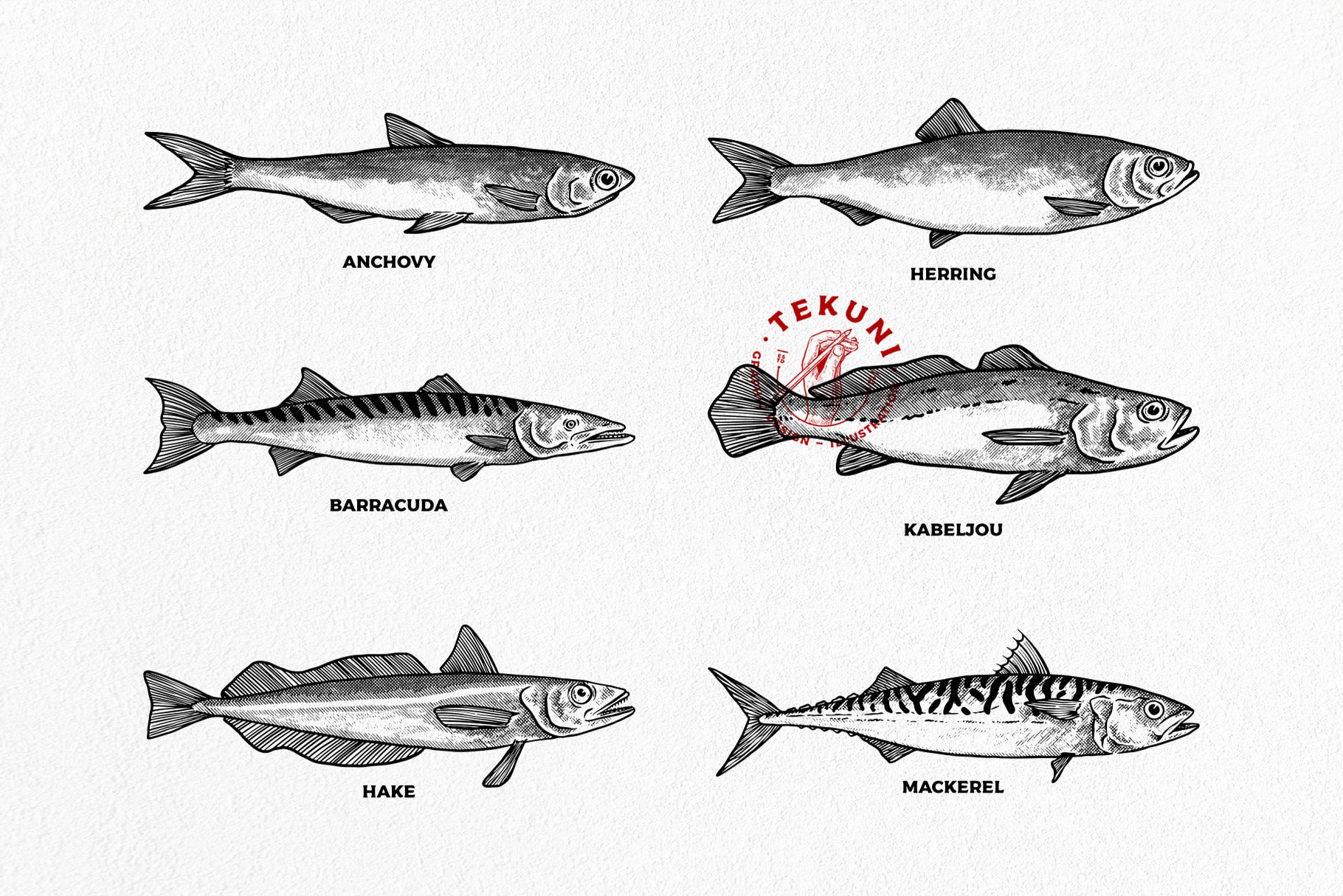 Saltwater Fish Hand-drawn Illustration Bundle, Fish Vector File ...