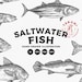 Saltwater Fish Hand-drawn Illustration Bundle, Fish Vector File ...