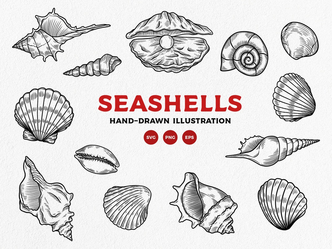 Seashell Svg Bundle - Instant Download - Etsy