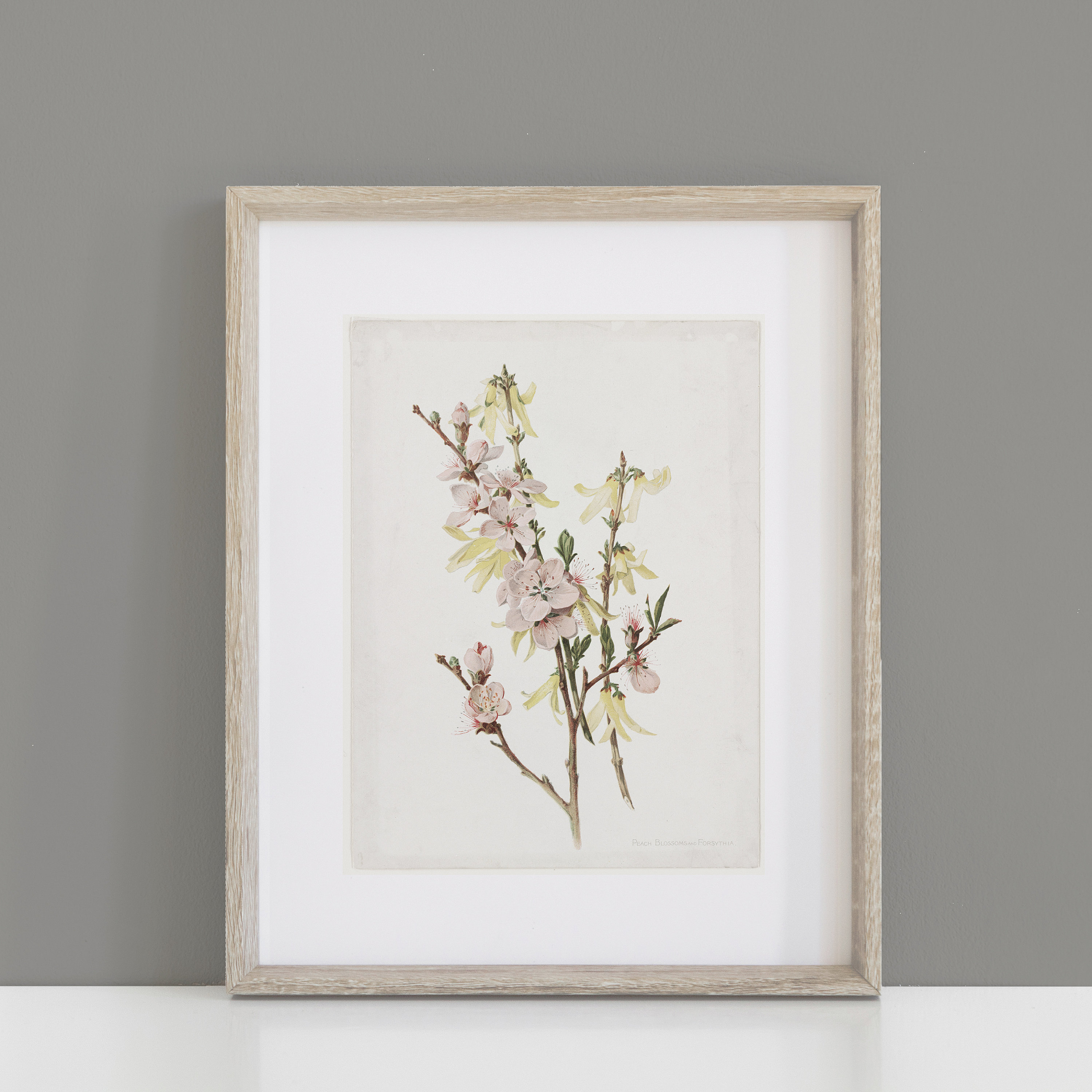 Vintage Botanical Print Set Plant Paintings Ivy Spring - Etsy UK