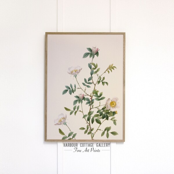 Rambling Rose - Etsy