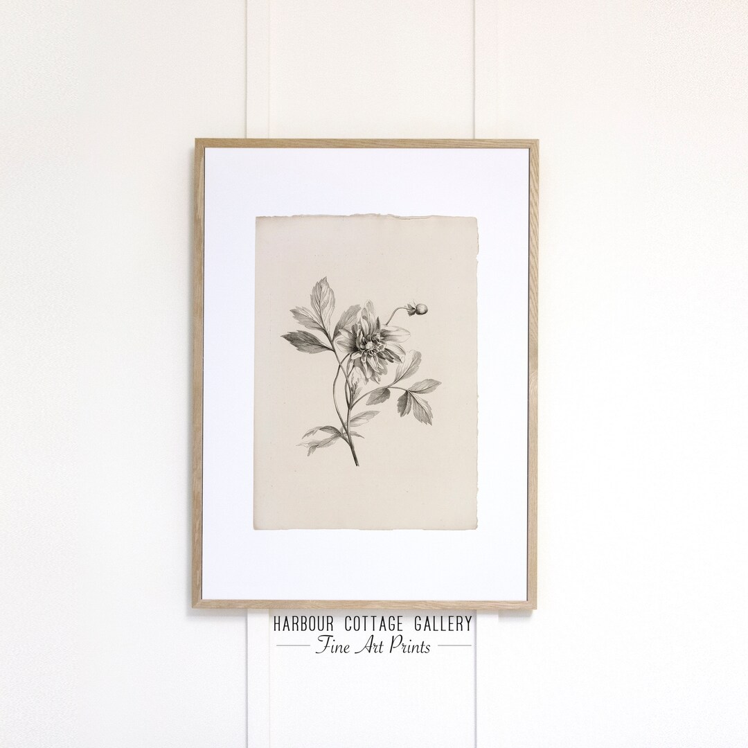 Graphite Pencil Drawing Antique Botanical Illustration, Vintage Flower ...