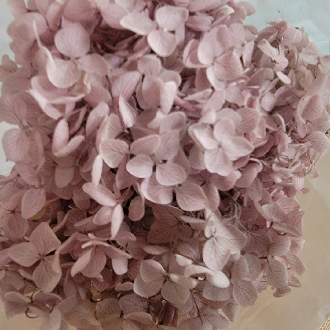 Preserved Hydrangea in Light Purple, Preserved Hydrangea, Dried ...