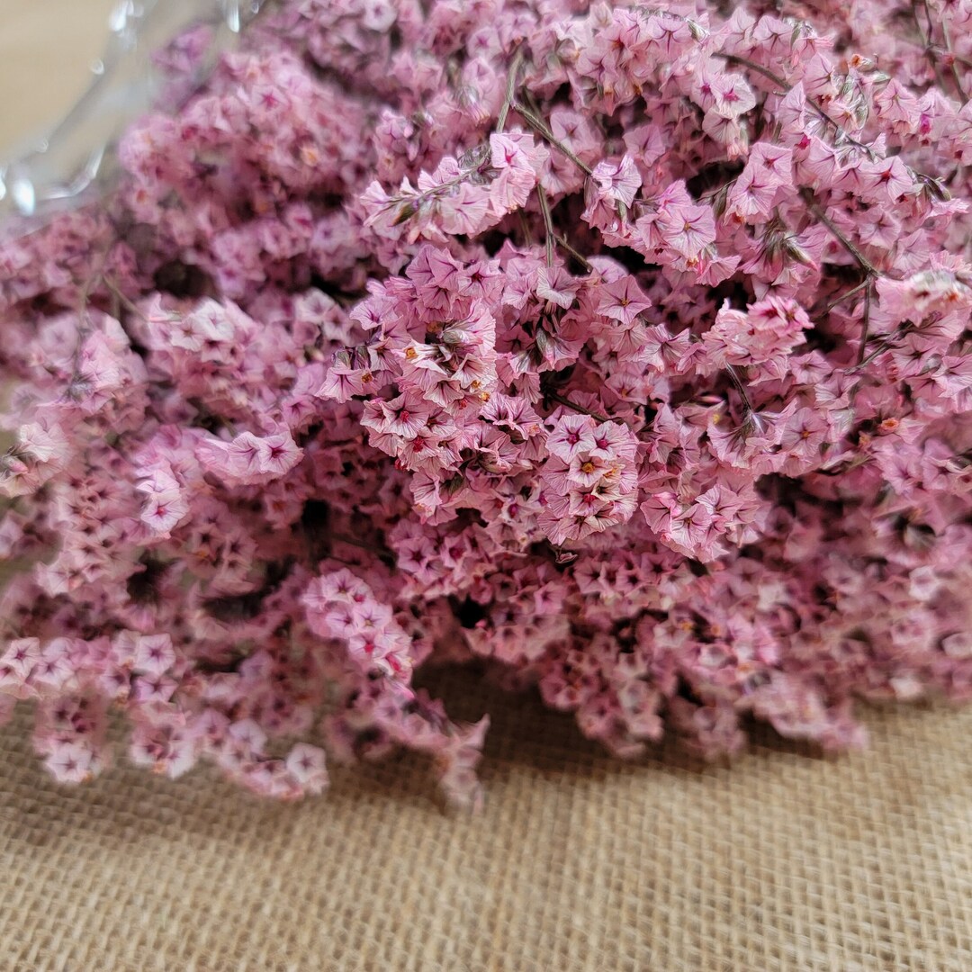 Pink Preserved German Statice, Limonium Dried Flower, Crystal Flowers ...