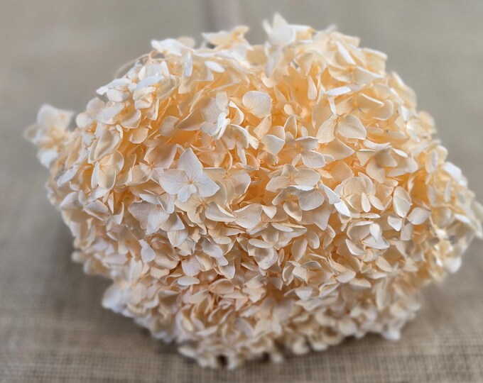 Champagne Preserved Hydrangea: Real Dried Wedding Flowers - Etsy