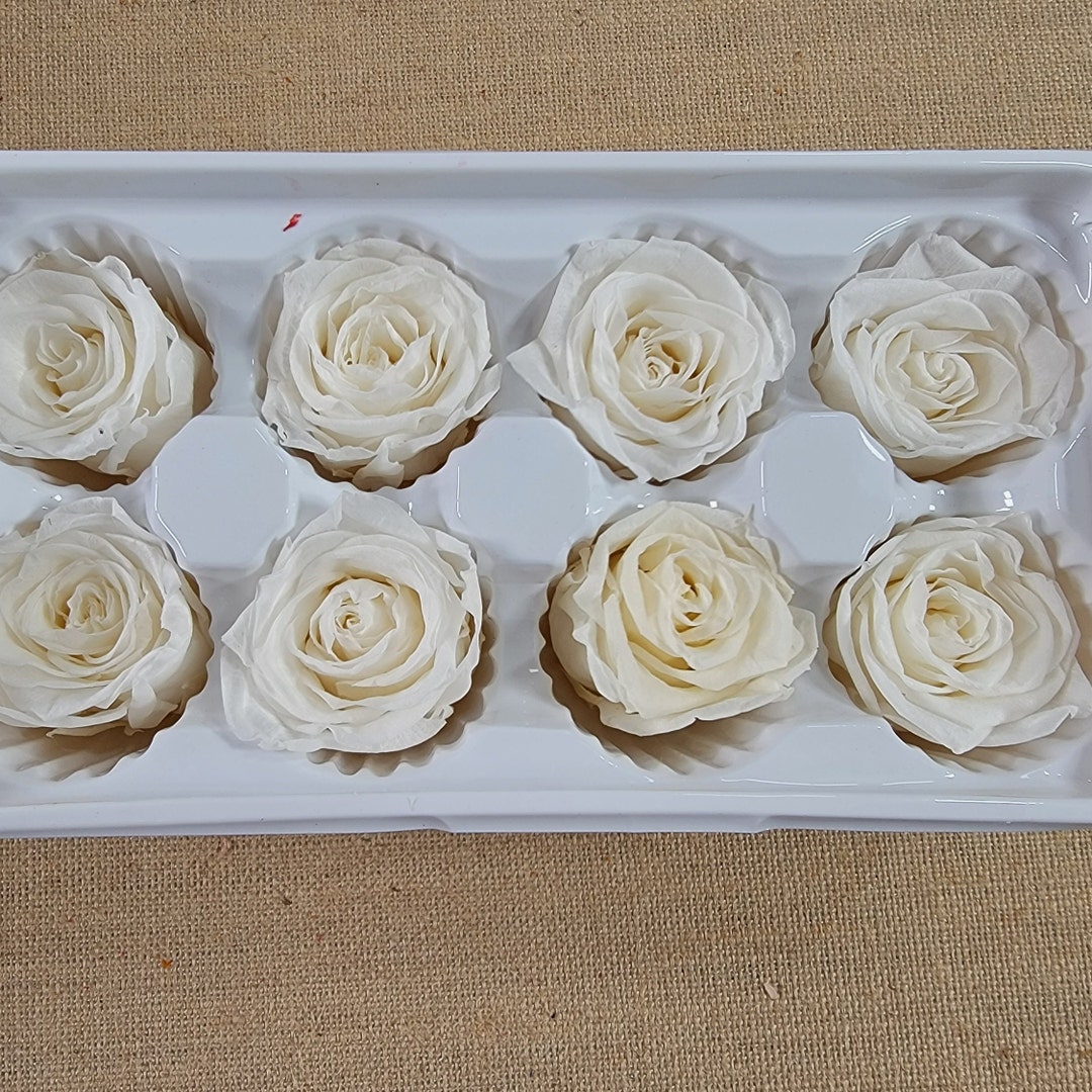 8 White Preserved Roses Wedding Rose, Floral Arrangements, Boutonniere ...