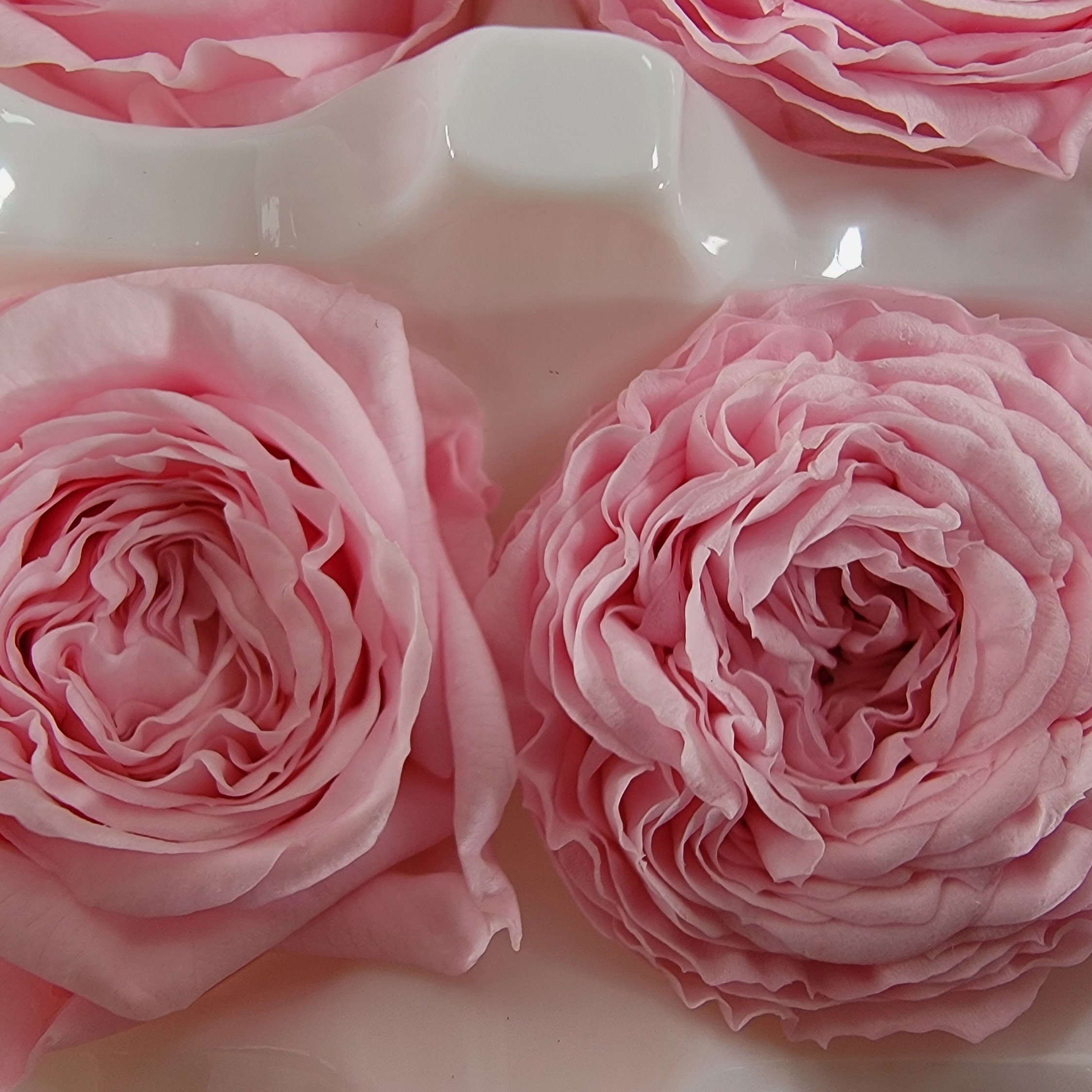 21 Preserved Roses Pink Dried Flower / Prom Mother's - Etsy