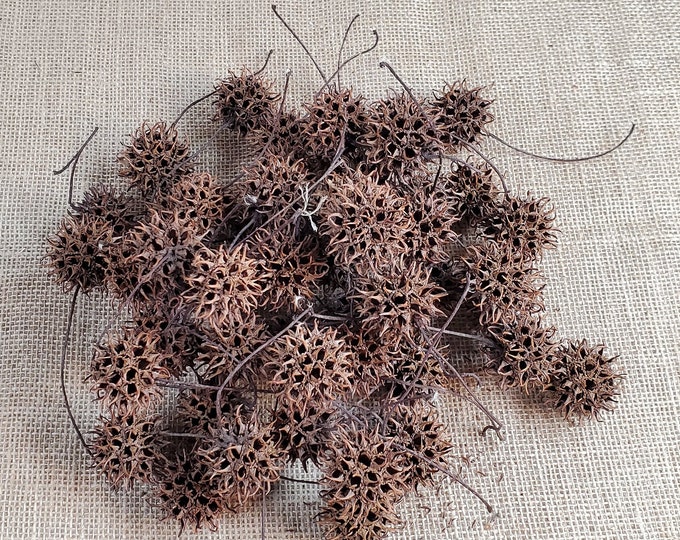 50 Sweet Gum Tree Balls / Seed Pods / Sweet Gum Balls / Natural Craft ...