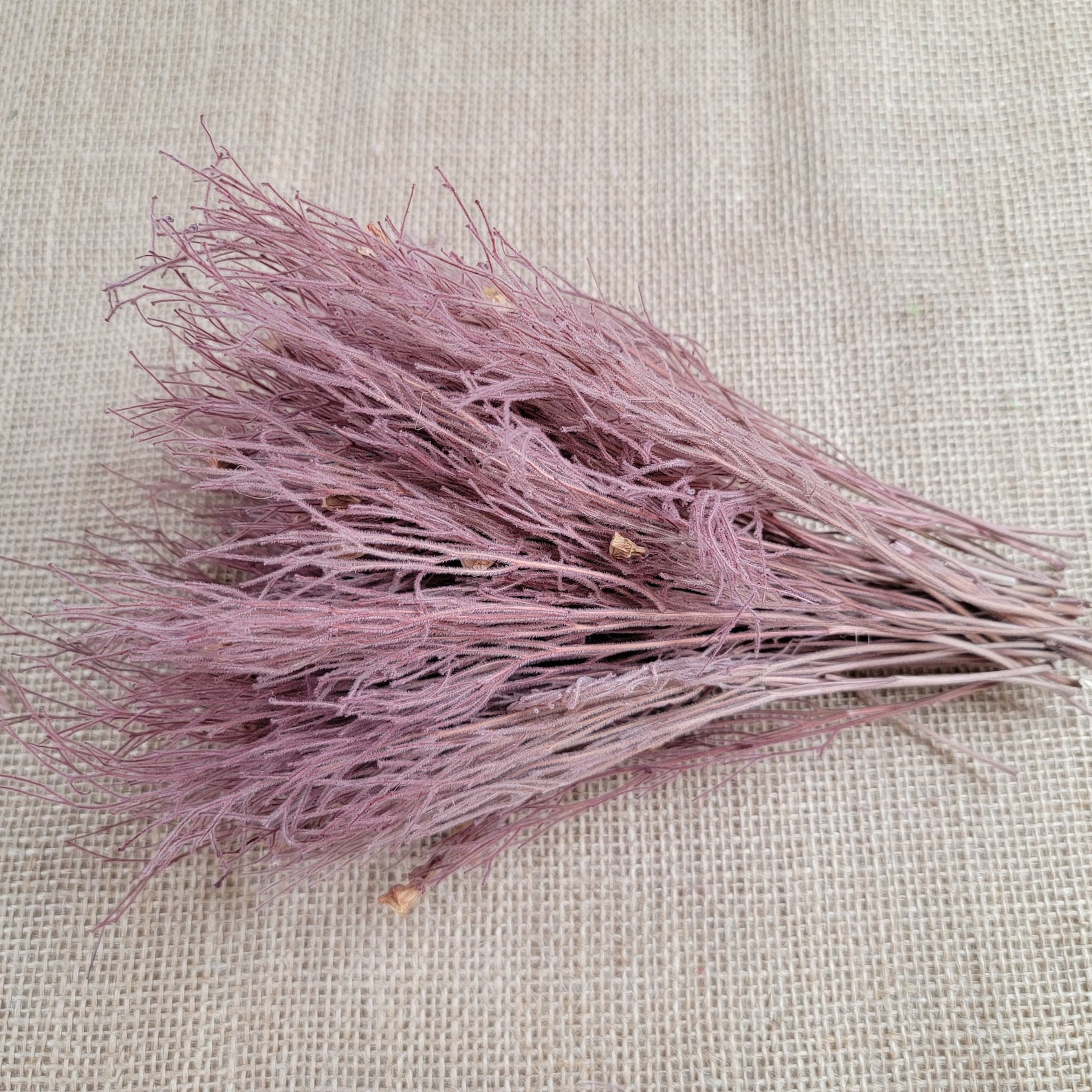 Preserved Dream Grass Columbine: Natural Dried Flower Arrangement - Etsy