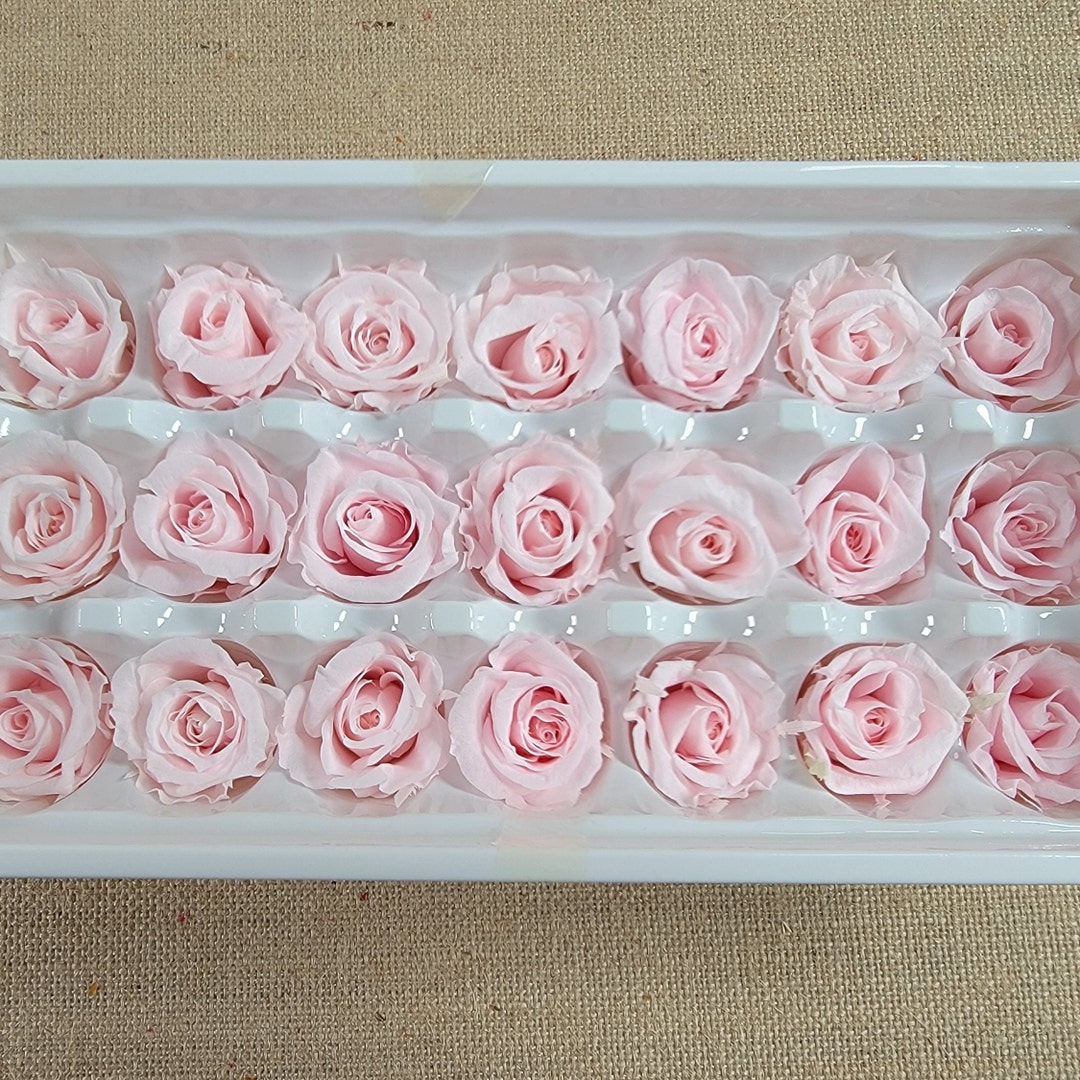 Preserved Roses Natural Light Pink for Prom, Christmas, Wedding Dried ...