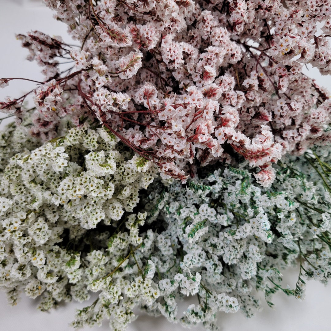 White Preserved German Statice, Limonium Dried Flower, Crystal Flowers ...