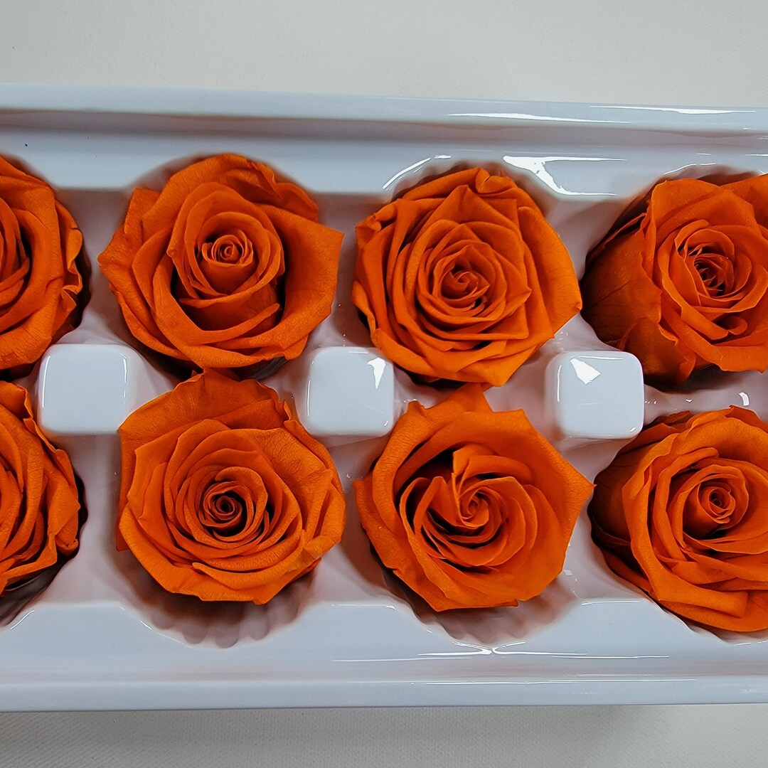8pcs Preserved Orange Roses Rose Heads Halloween Decor Dried Orange ...