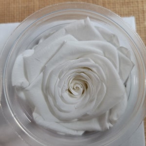 6 Pcs White Color Rose, Preserved Rose, DIY Floral Arrangements, Home ...