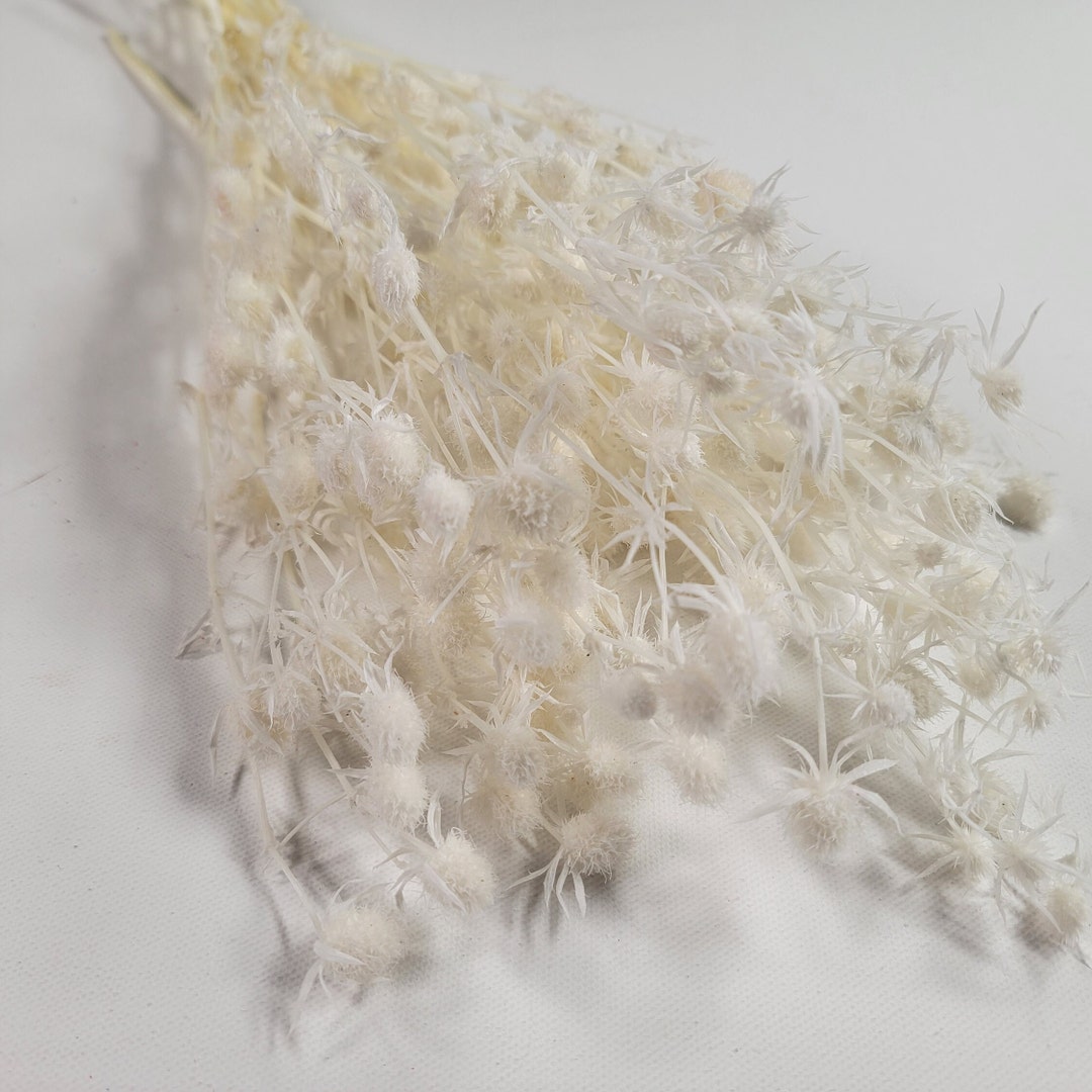 Variety Kinds of Dry Flower Fruit Lover Preserving Flower Preserved Sea ...