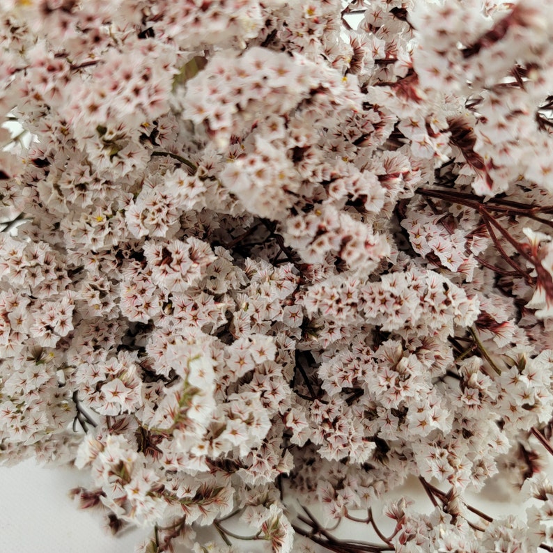 White Preserved German Statice: Dried Limonium Flowers (19-20" Tall) - Etsy