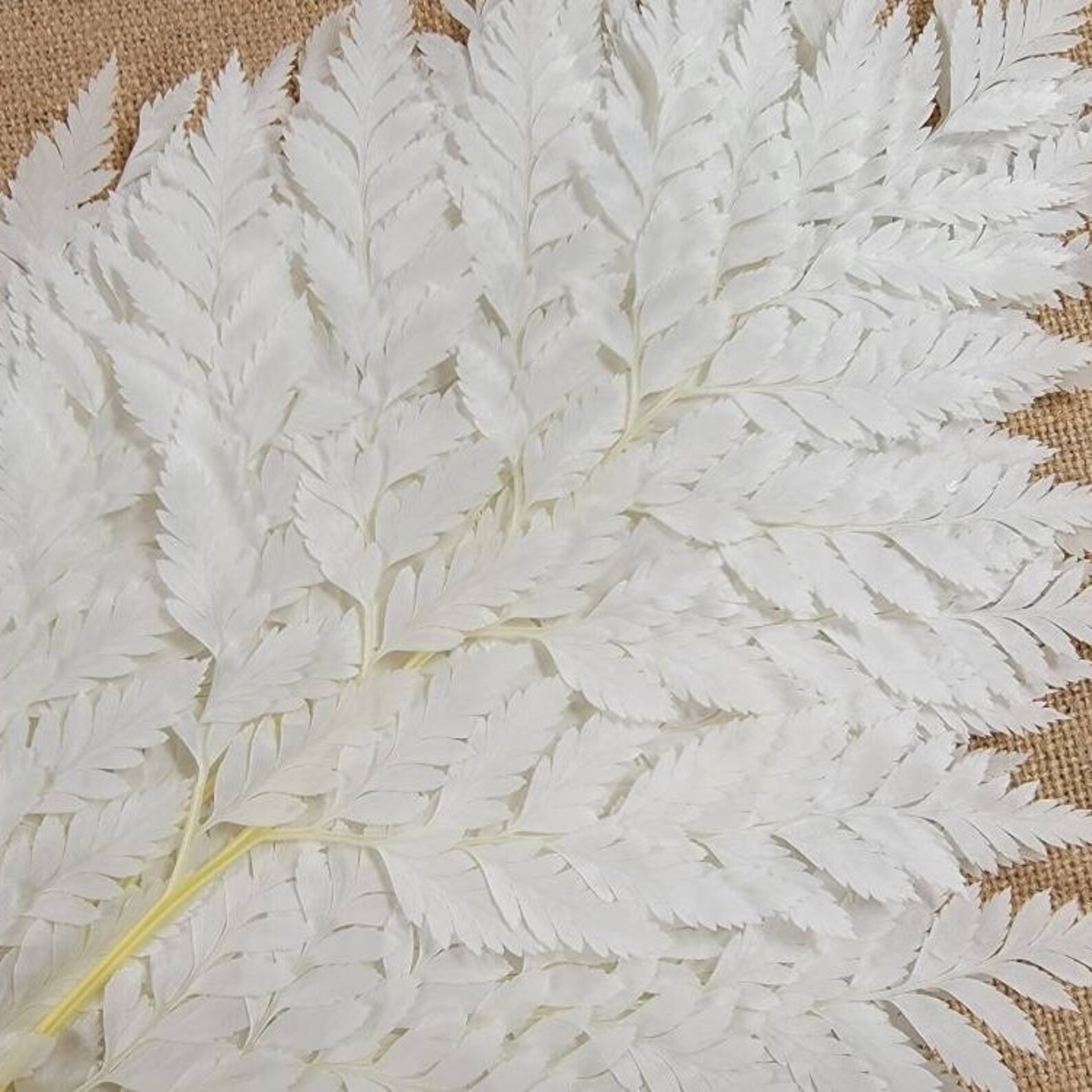 Bleached Leather Leaf Fern: 10 Stems Preserved White Floral Decor - Etsy