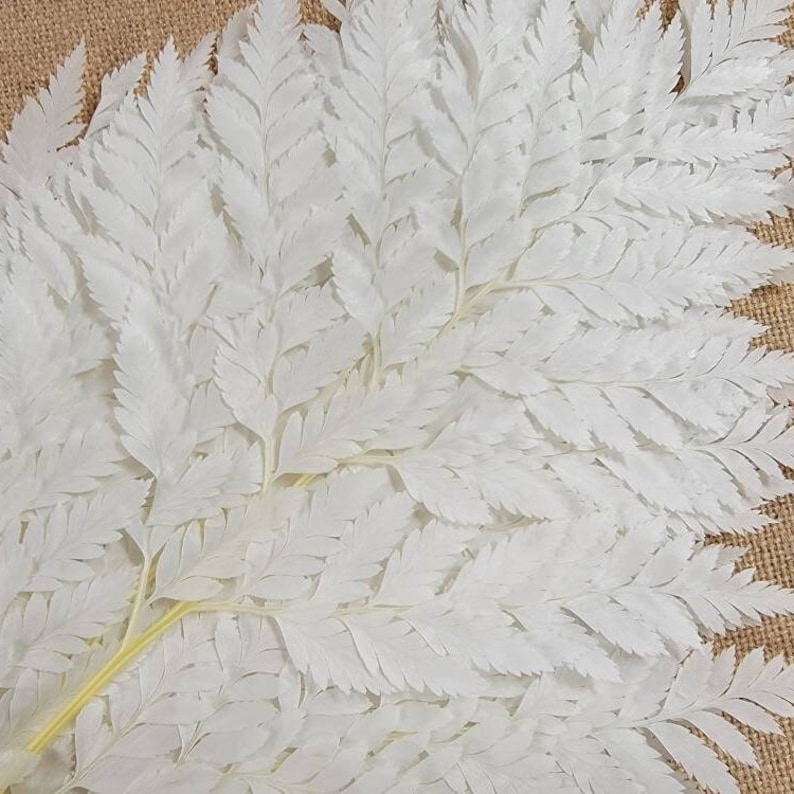 Bleached Leather Leaf Fern: 10 Stems Preserved White Floral Decor - Etsy